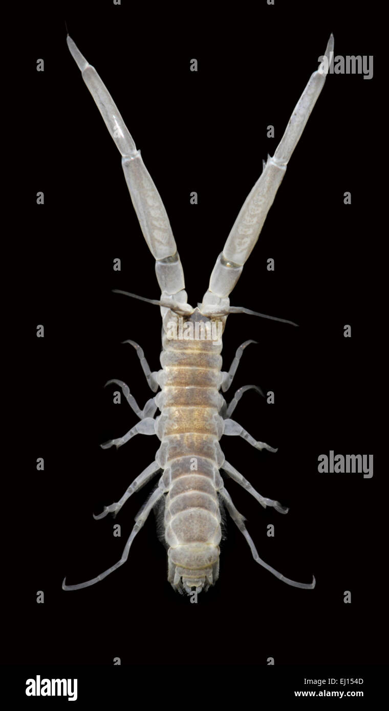 Corophium hi-res stock photography and images - Alamy