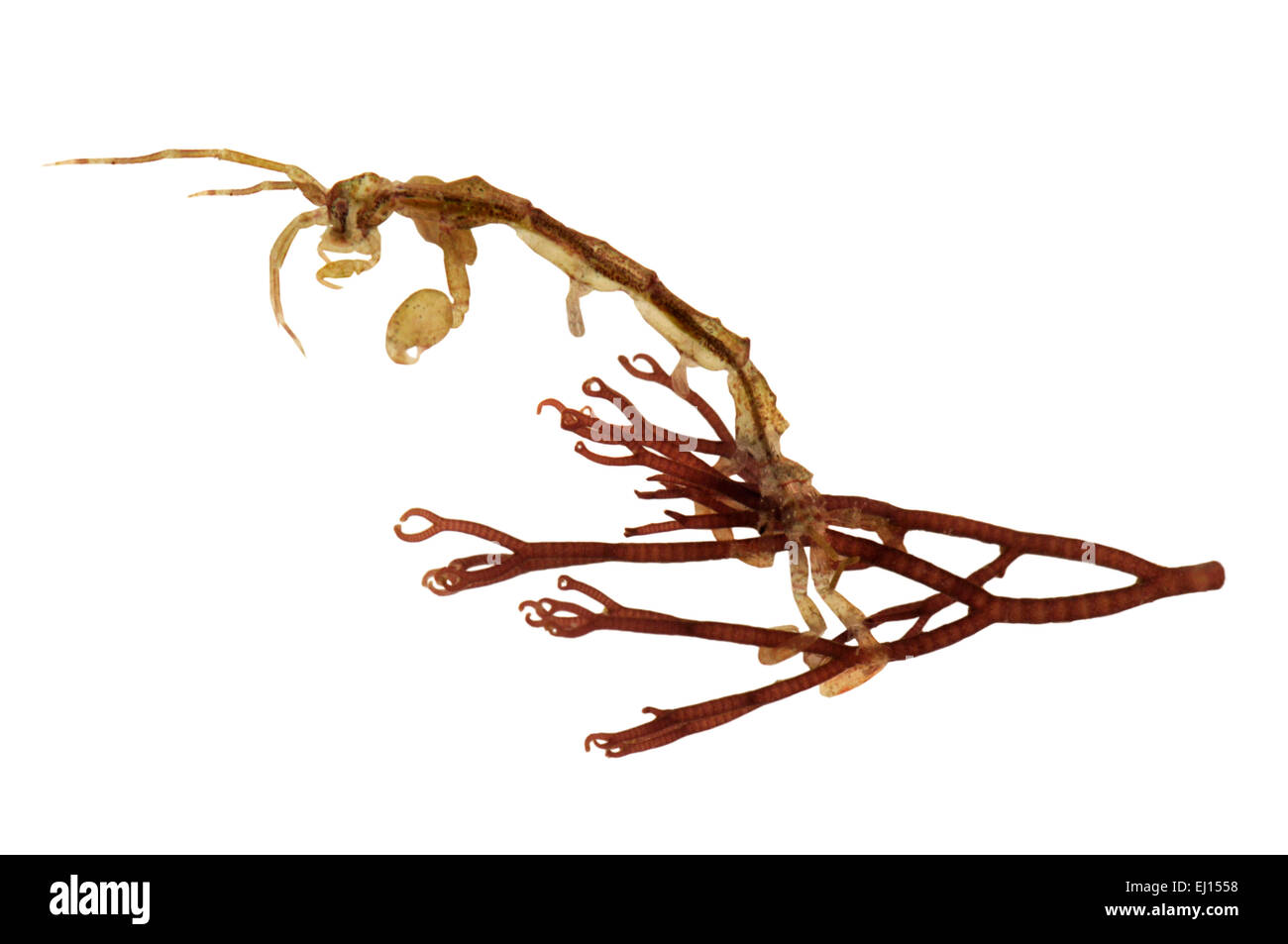 Caprella hi-res stock photography and images - Alamy