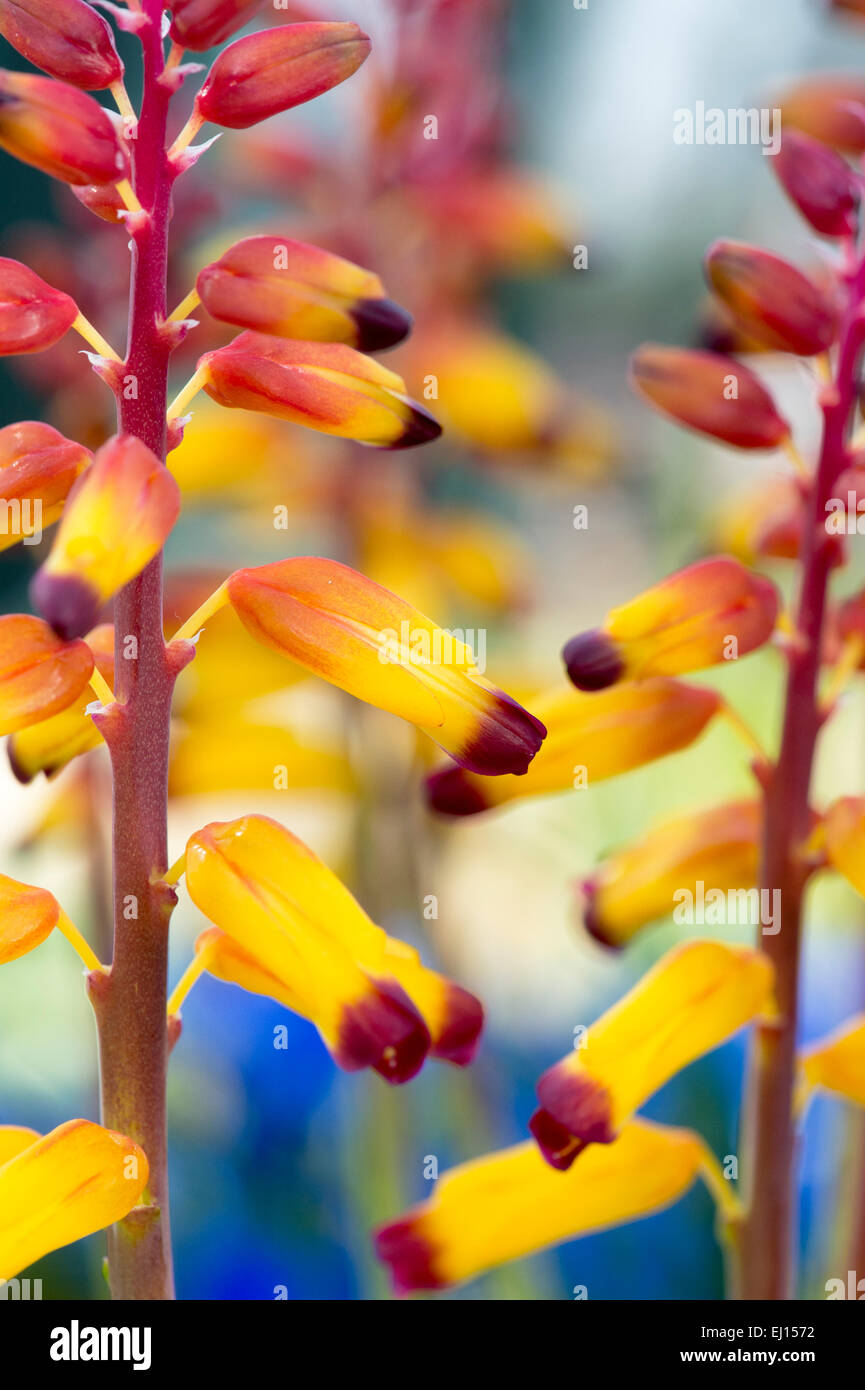 Lachenalia namakwa hi-res stock photography and images - Alamy