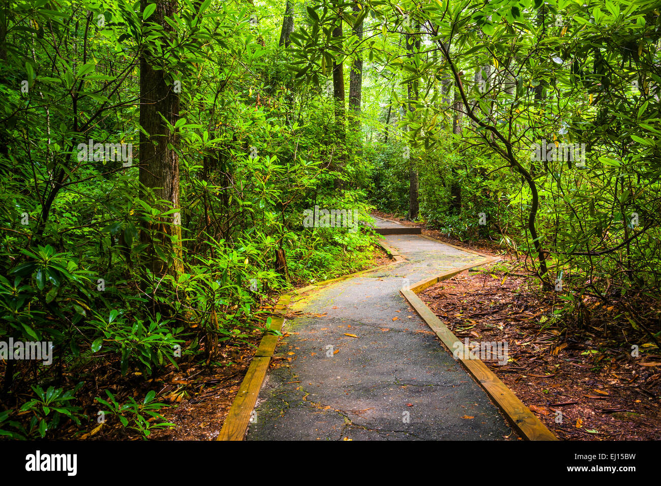 Pavement through forest hi-res stock photography and images - Alamy