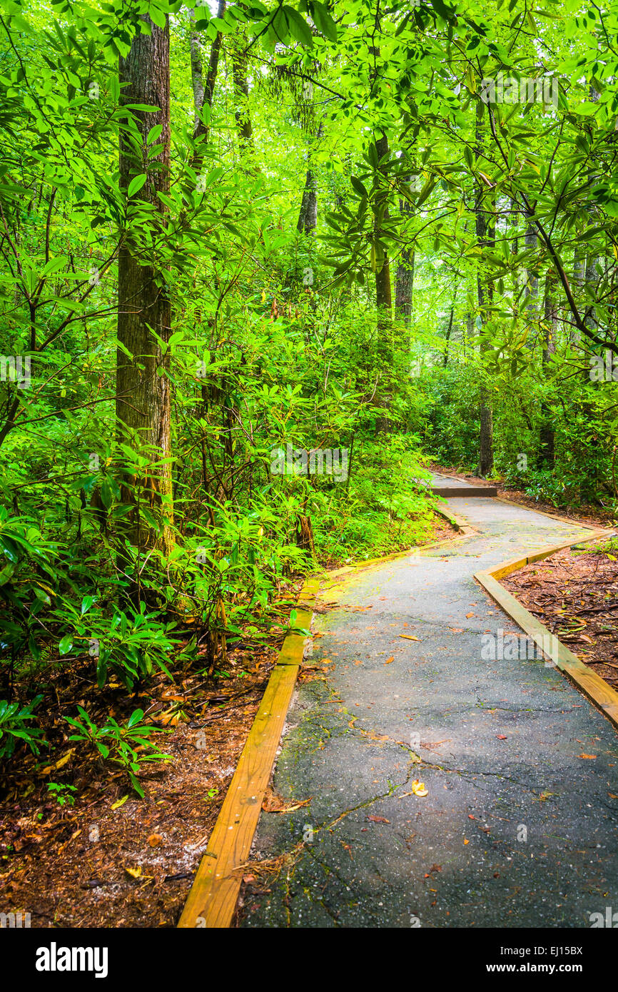 Paved trail through the forest at Table Rock State Park, South Carolina ...