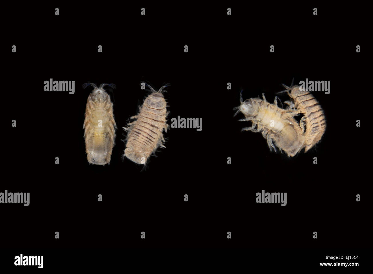 Gribble - Limnoria lignorum Stock Photo - Alamy