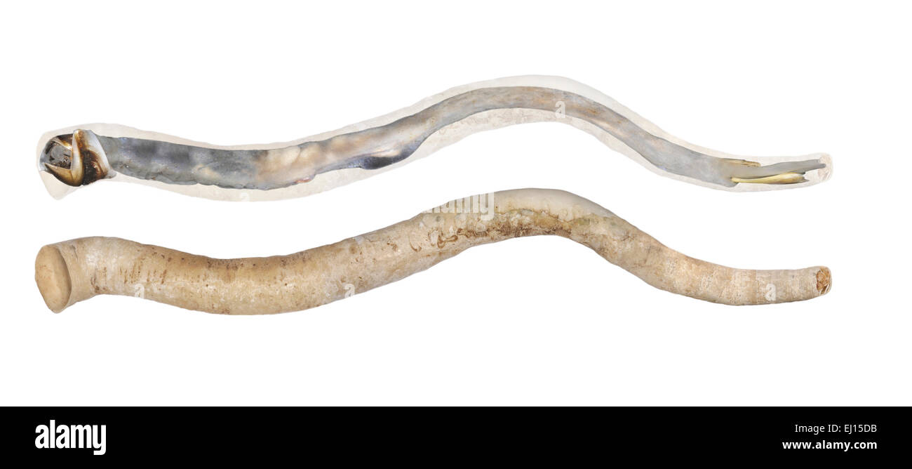Norway Shipworm - Nototeredo norvegica Stock Photo, Royalty Free Image ...