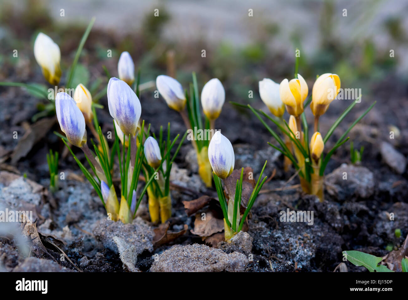 Cheerful crocus hi-res stock photography and images - Alamy
