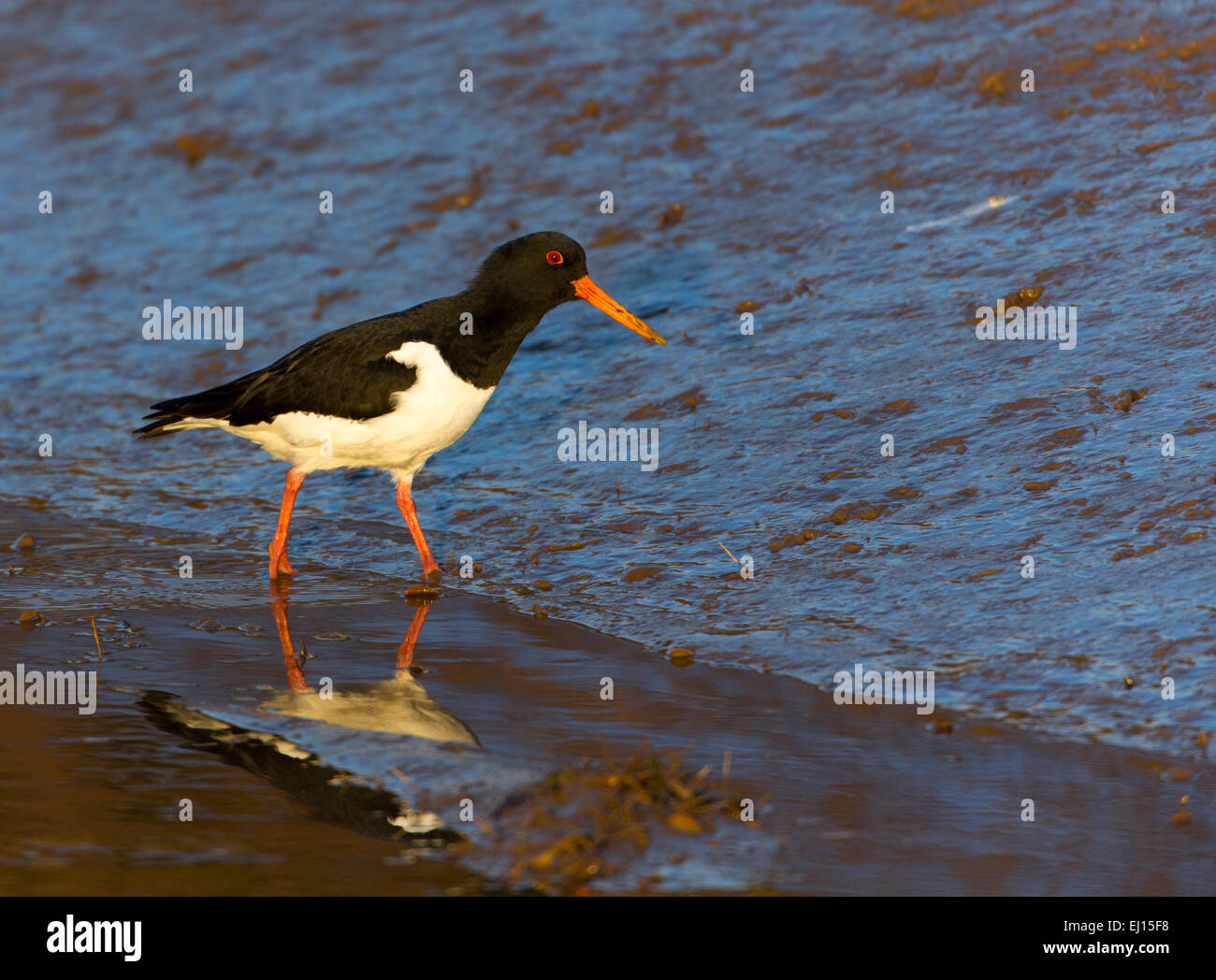 Oyster catcher (Haematopus ostralegus) standing at water's edge Stock ...