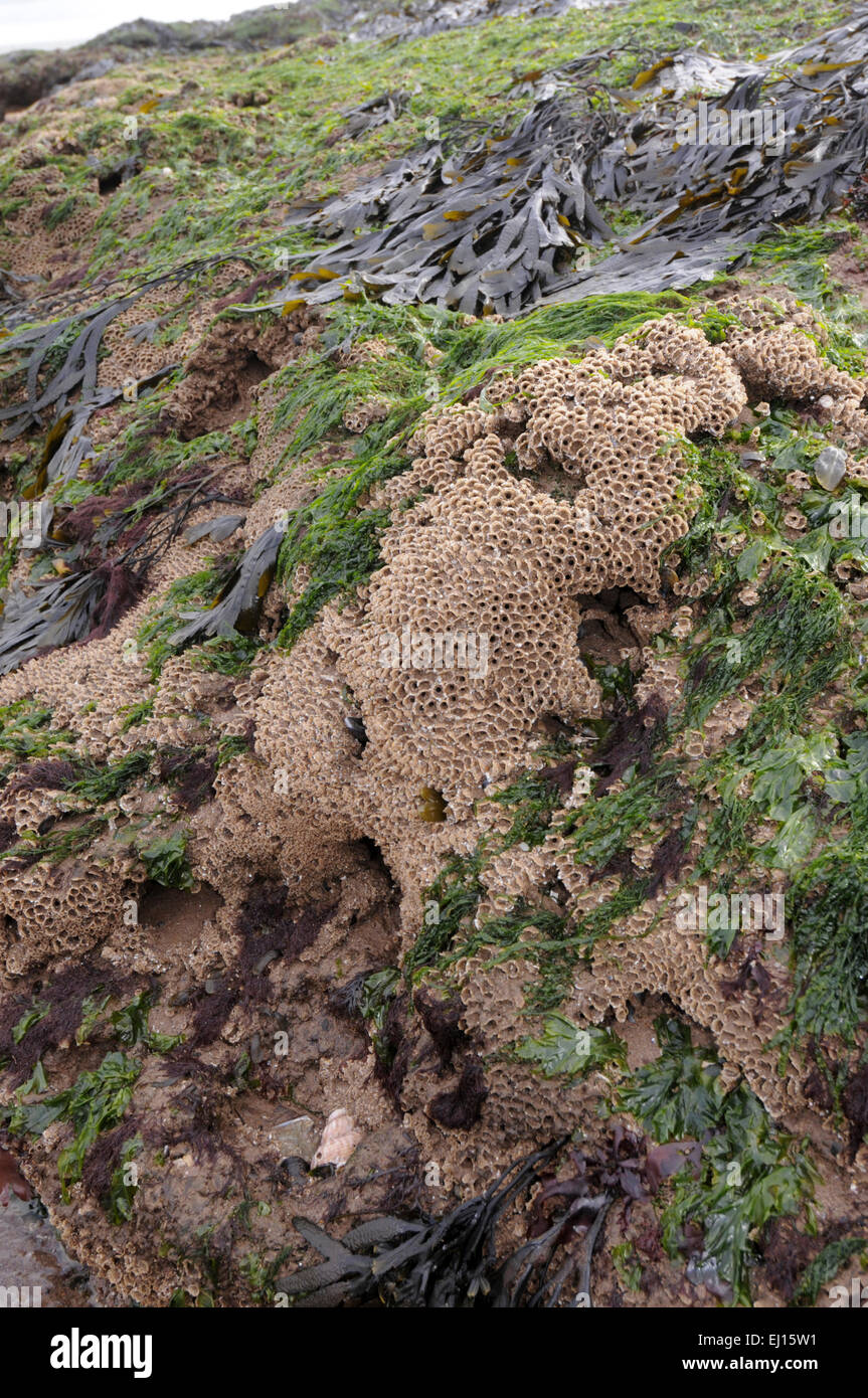 Honeycomb Worm - Sabellaria alveolata Stock Photo - Alamy