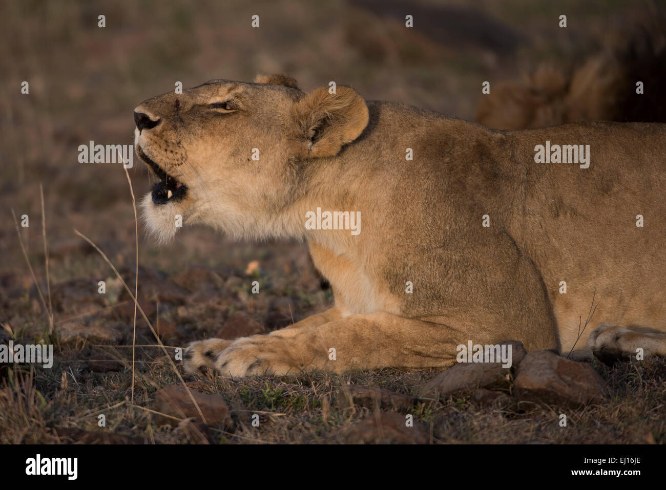 Crying lion hi-res stock photography and images - Alamy