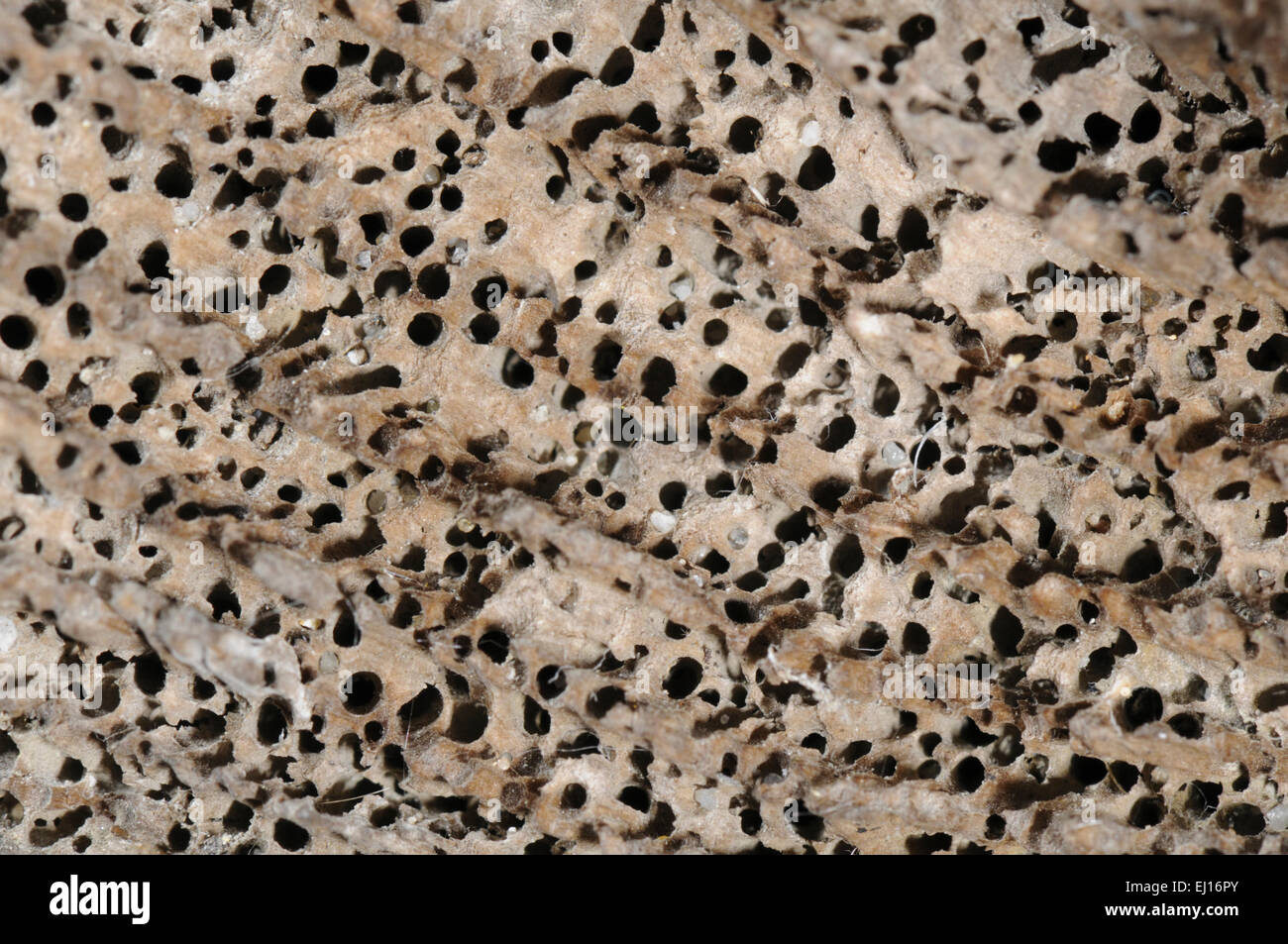 Gribble - Limnoria lignorum Stock Photo - Alamy