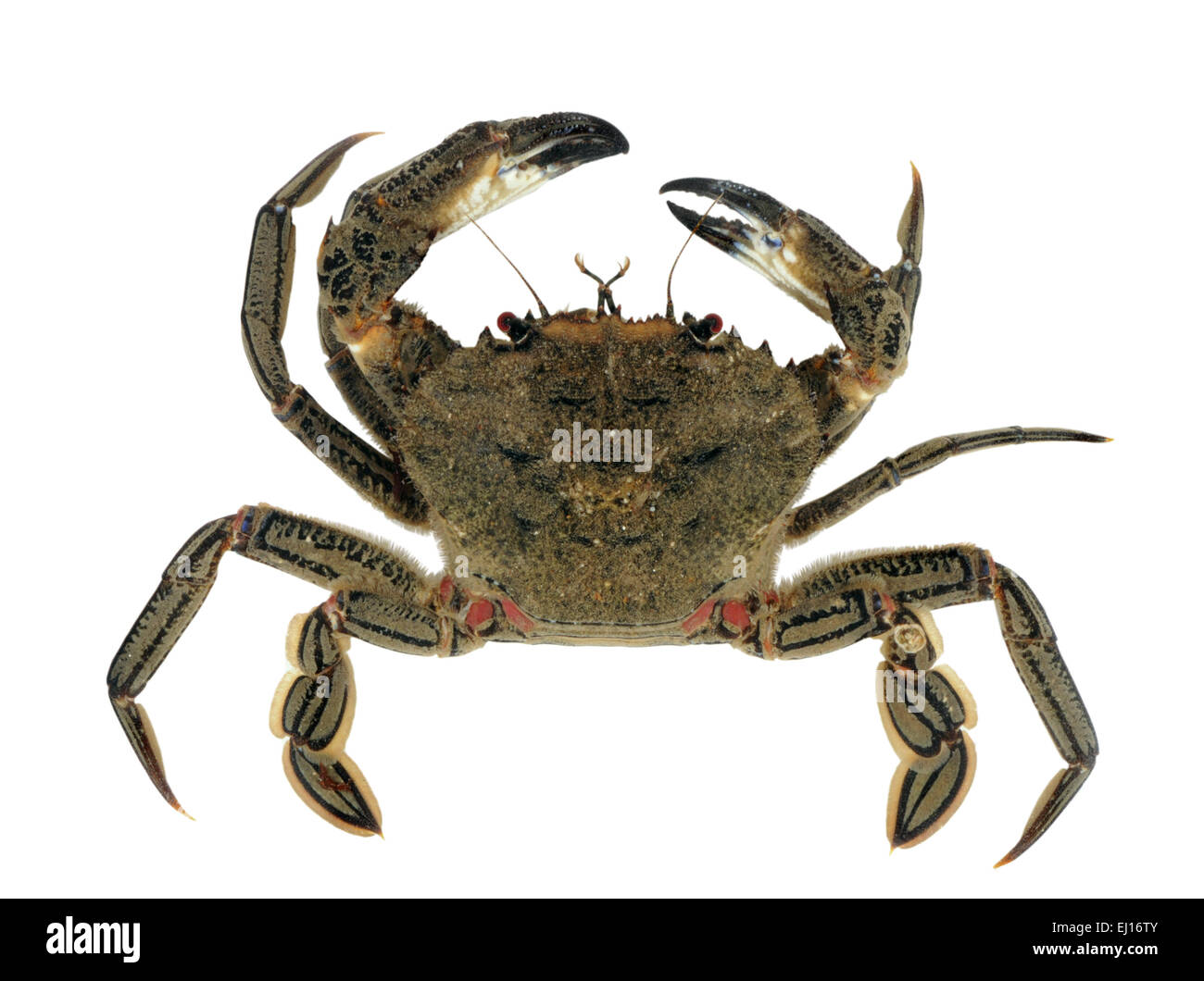 Velvet Swimming Crab - Necora puber Stock Photo - Alamy