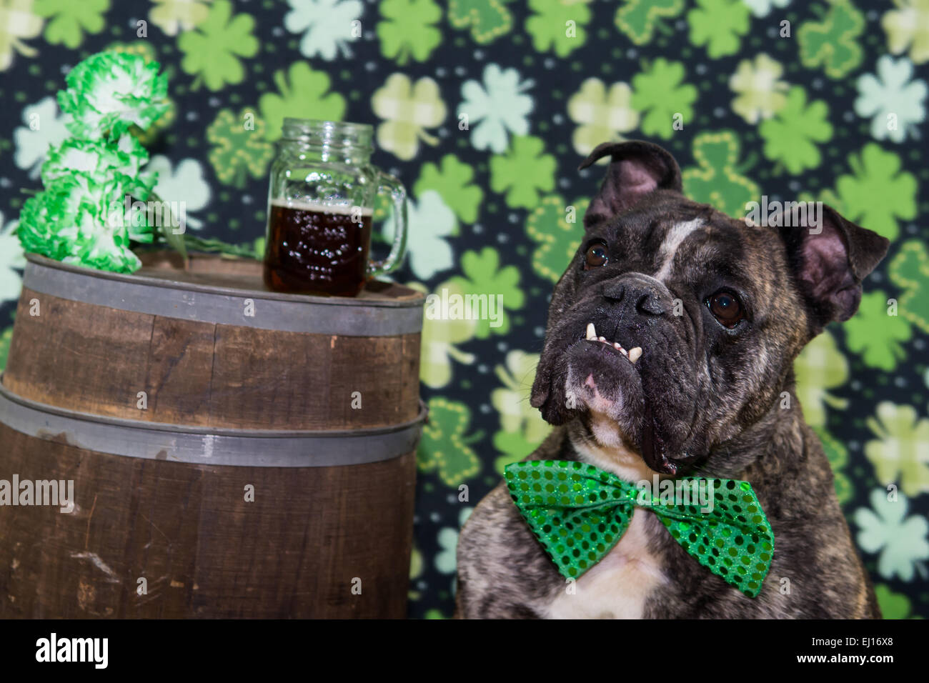 St. Patrick's Day Dog Stock Photo - Alamy