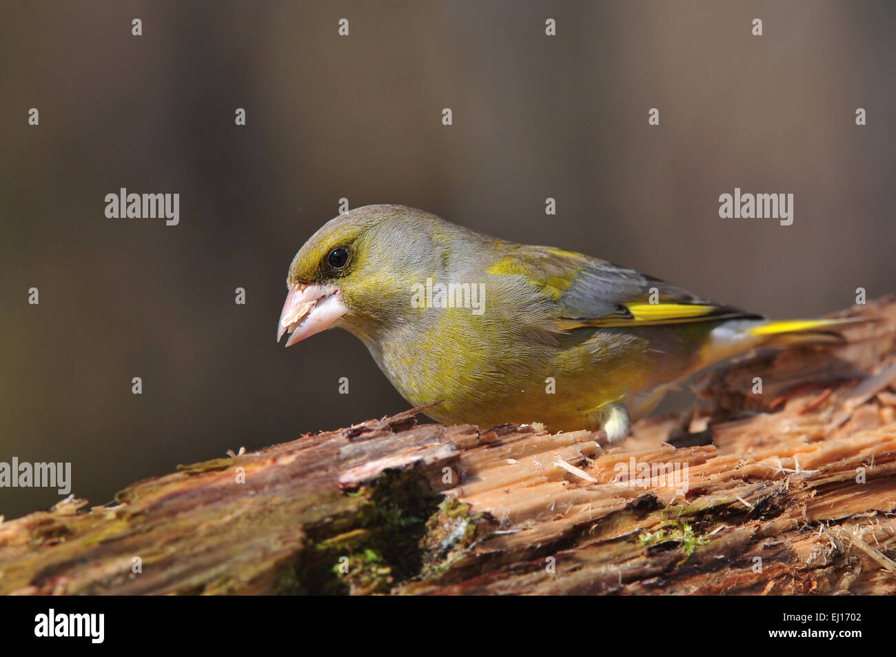 Songbird finch hi-res stock photography and images - Alamy