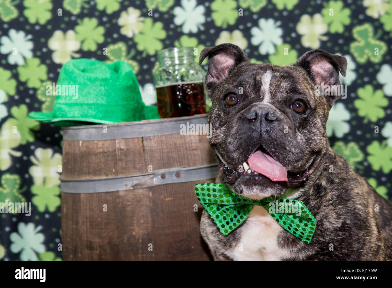 St. Patrick's Day Dog Stock Photo - Alamy
