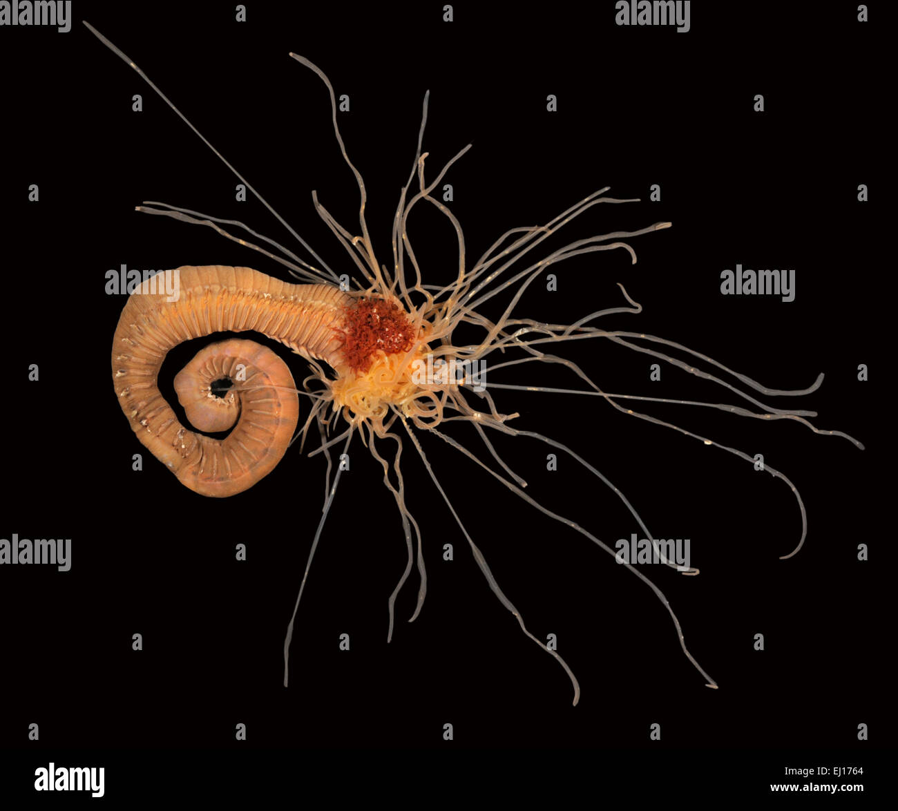 Marine Polychaete Tube Worm High Resolution Stock Photography and ...