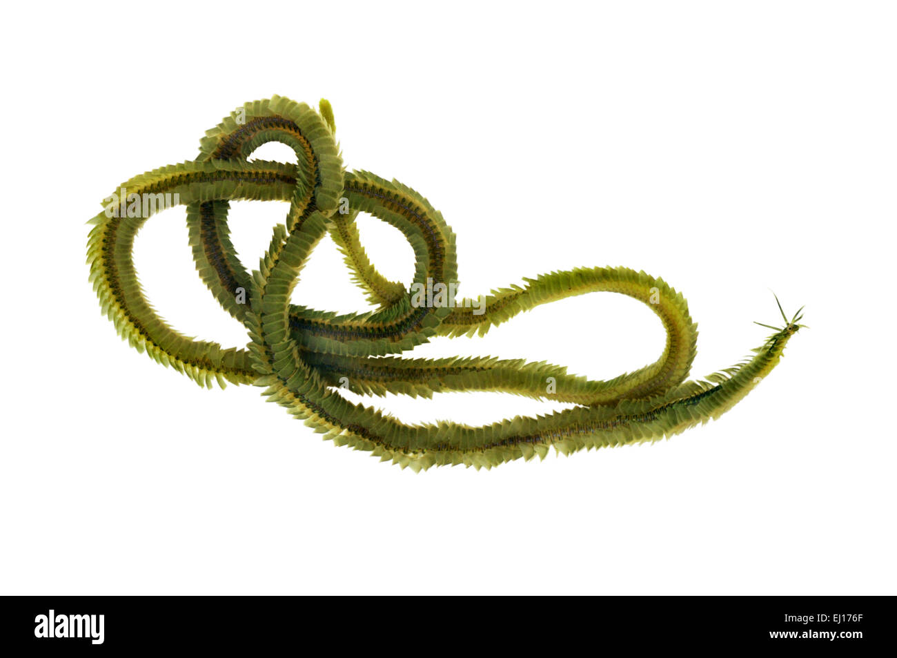 Phyllodoce groenlandica hi-res stock photography and images - Alamy