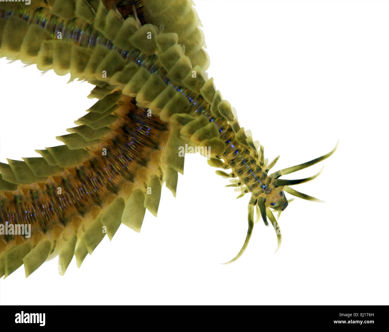 Phyllodoce groenlandica hi-res stock photography and images - Alamy