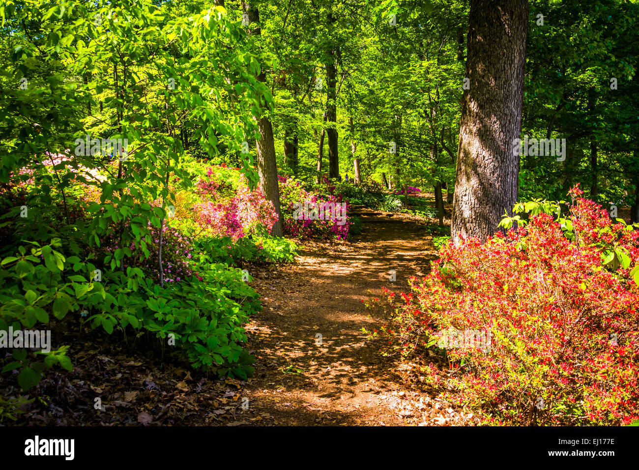 Azalea bushes along a path through the forest at the National Arboretum ...
