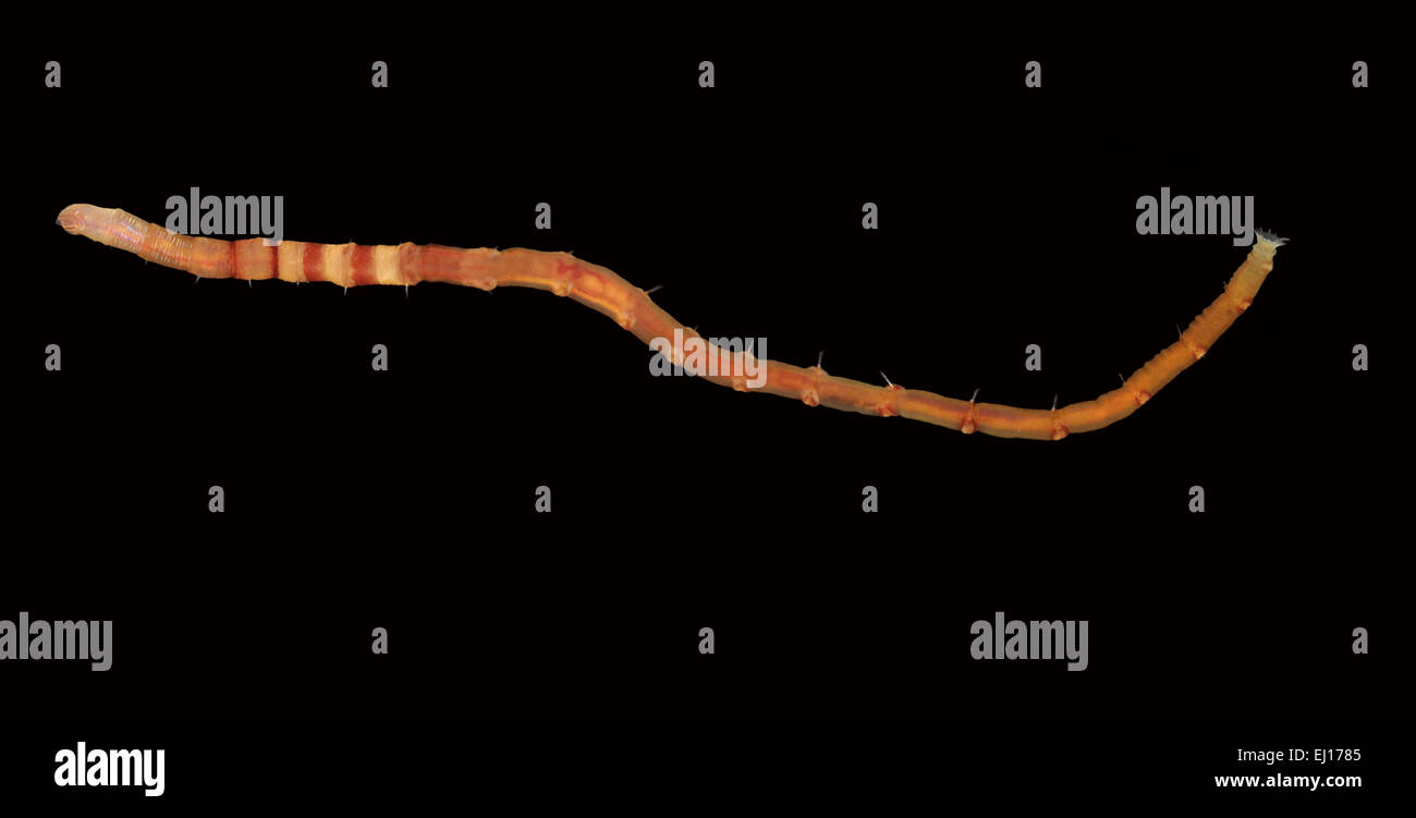 Bamboo Worm - Euclymene lumbrocoides Stock Photo - Alamy