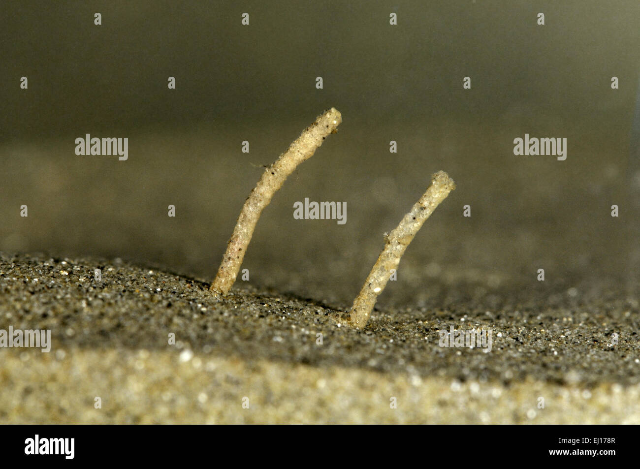 Euclymene lumbricoides hi-res stock photography and images - Alamy