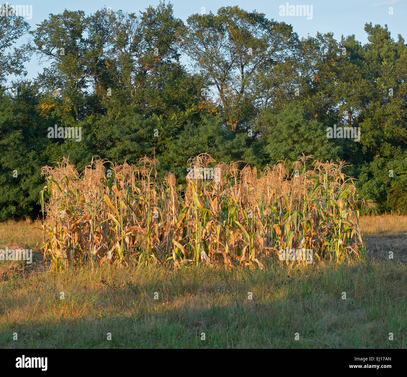 Corn plants and trees Stock Photo - Alamy