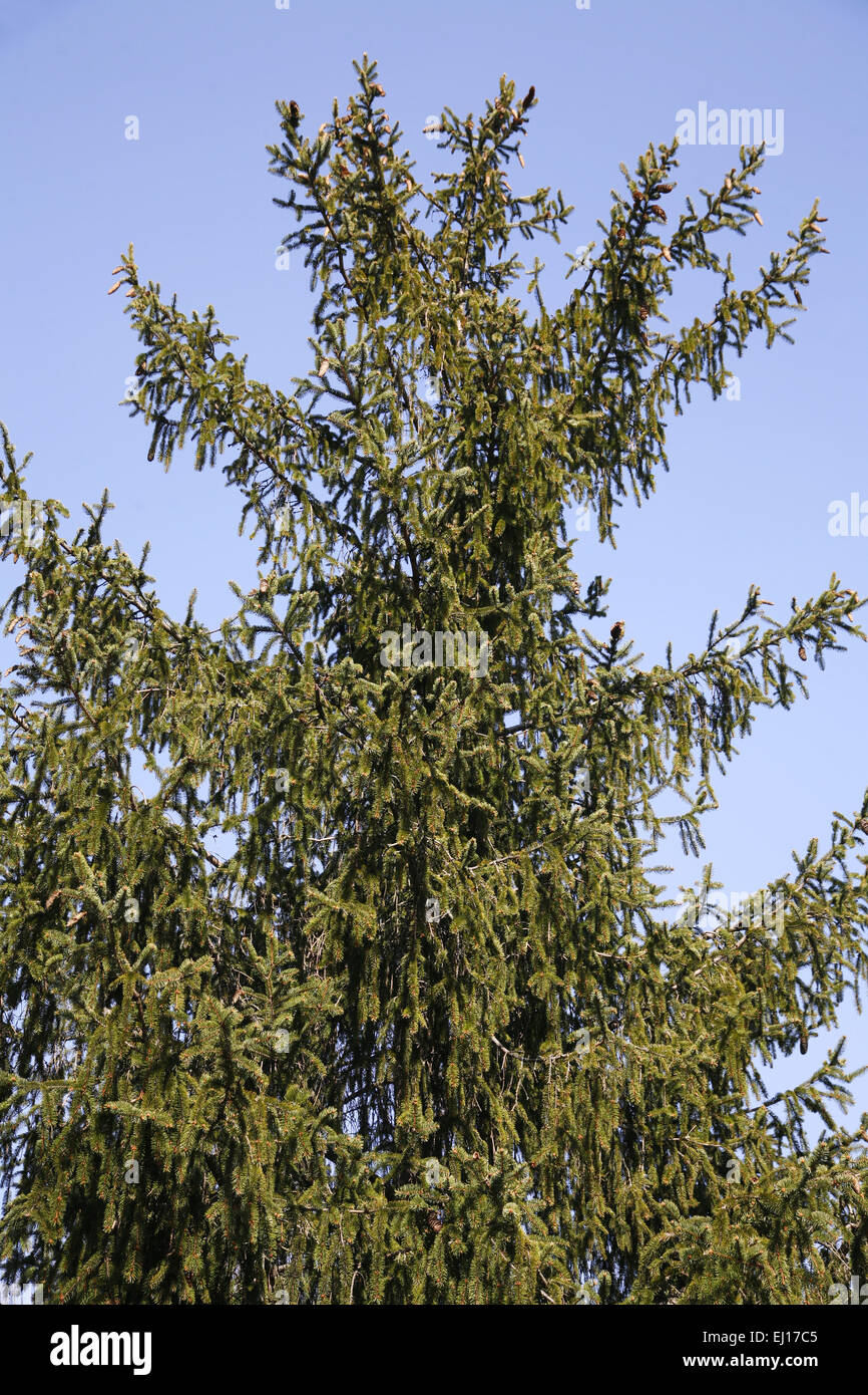 Old pine tree standing hi-res stock photography and images - Alamy