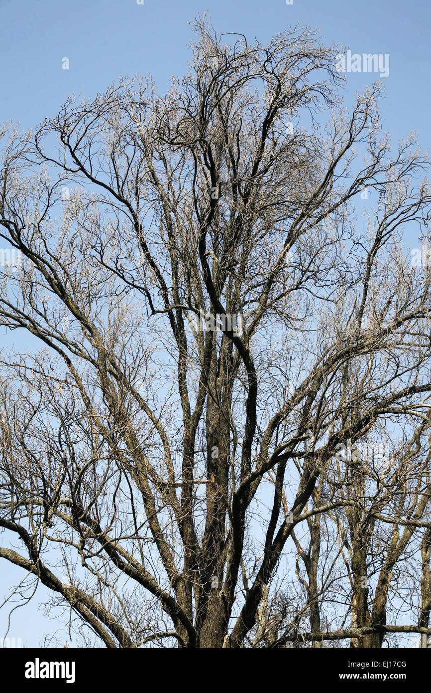 Very high old tree isolated standing alone without leafs against blue ...