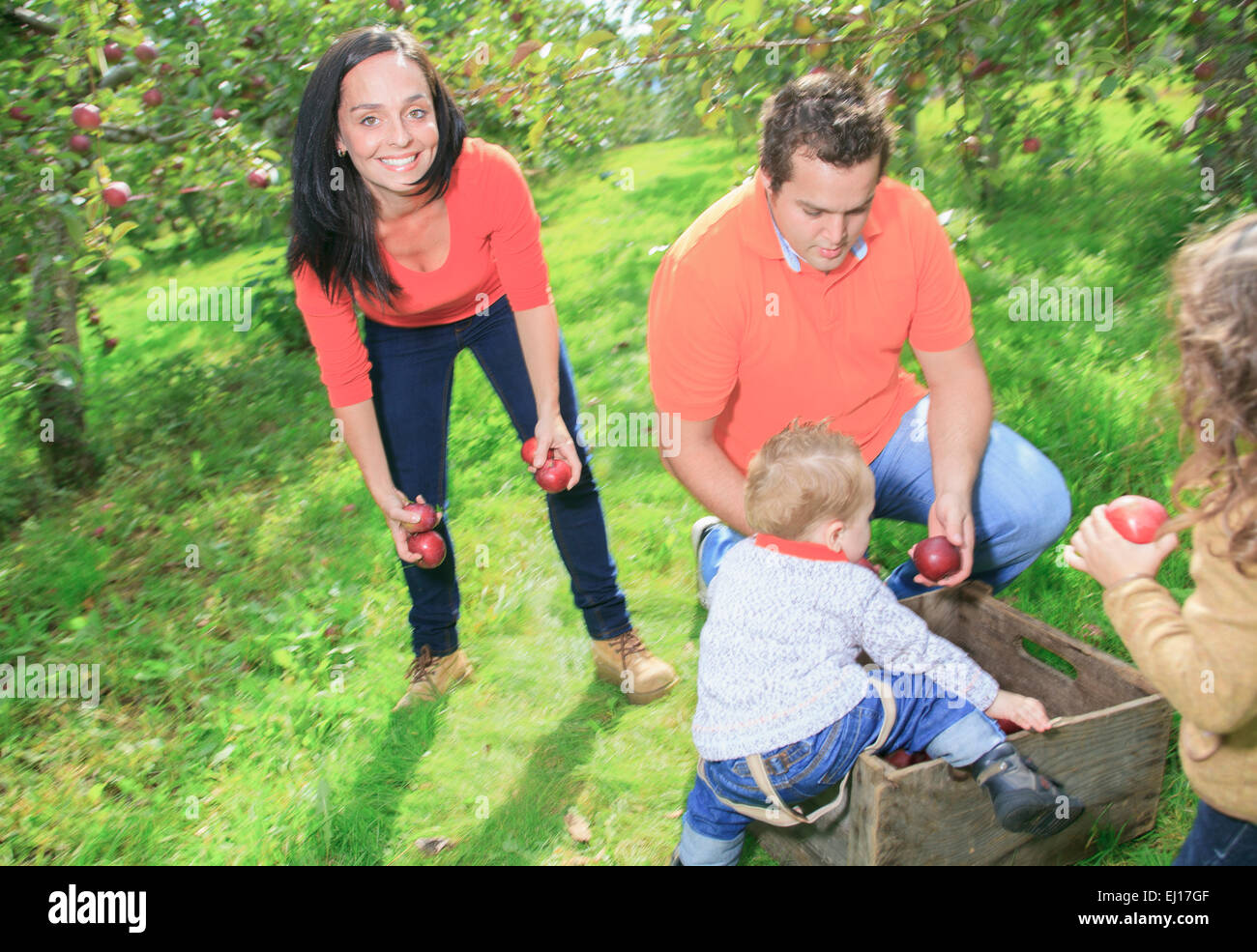 A happy family of four attractive caucasian catch apple on a fie Stock ...