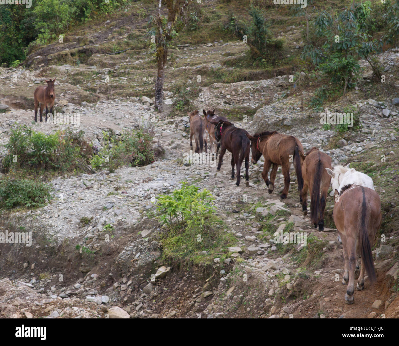 Pack animals in Nepal Stock Photo - Alamy