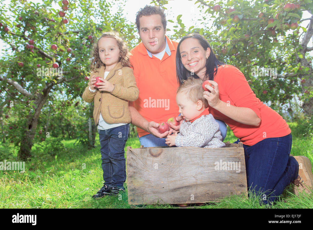 A happy family of four attractive caucasian catch apple on a fie Stock ...