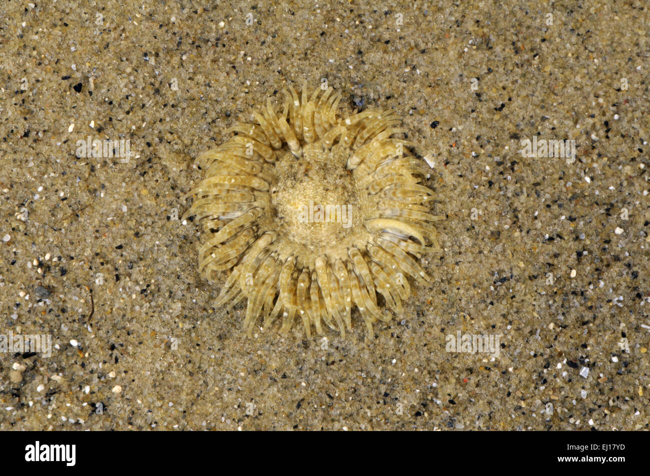 Burrowing sea anemone hi-res stock photography and images - Alamy