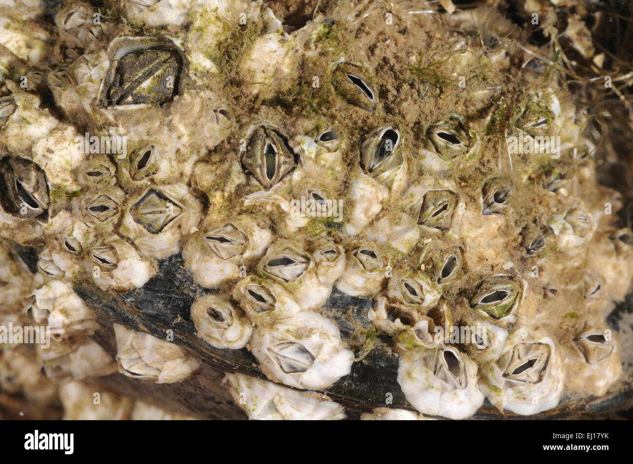 Modestus hi-res stock photography and images - Alamy