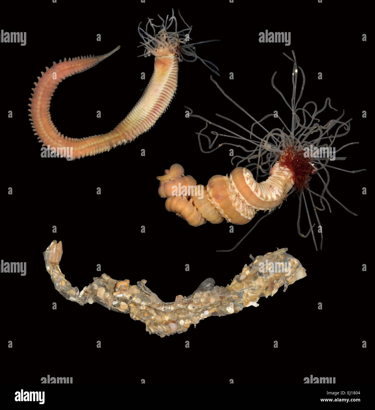 Worm burrows hi-res stock photography and images - Alamy