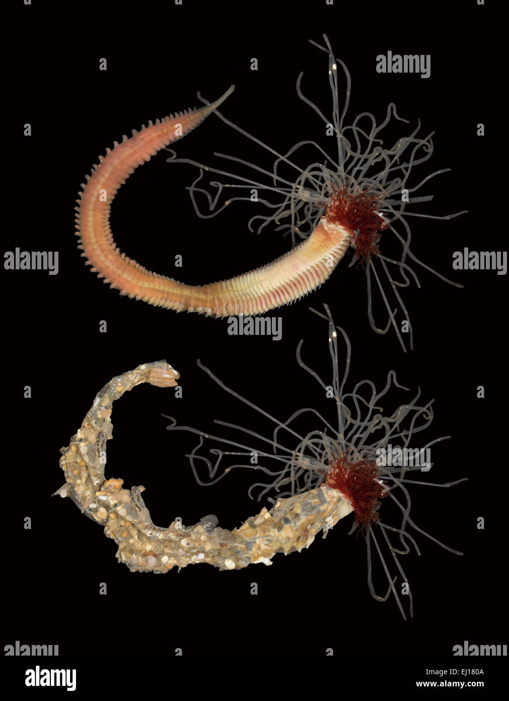 Thelepus hi-res stock photography and images - Alamy