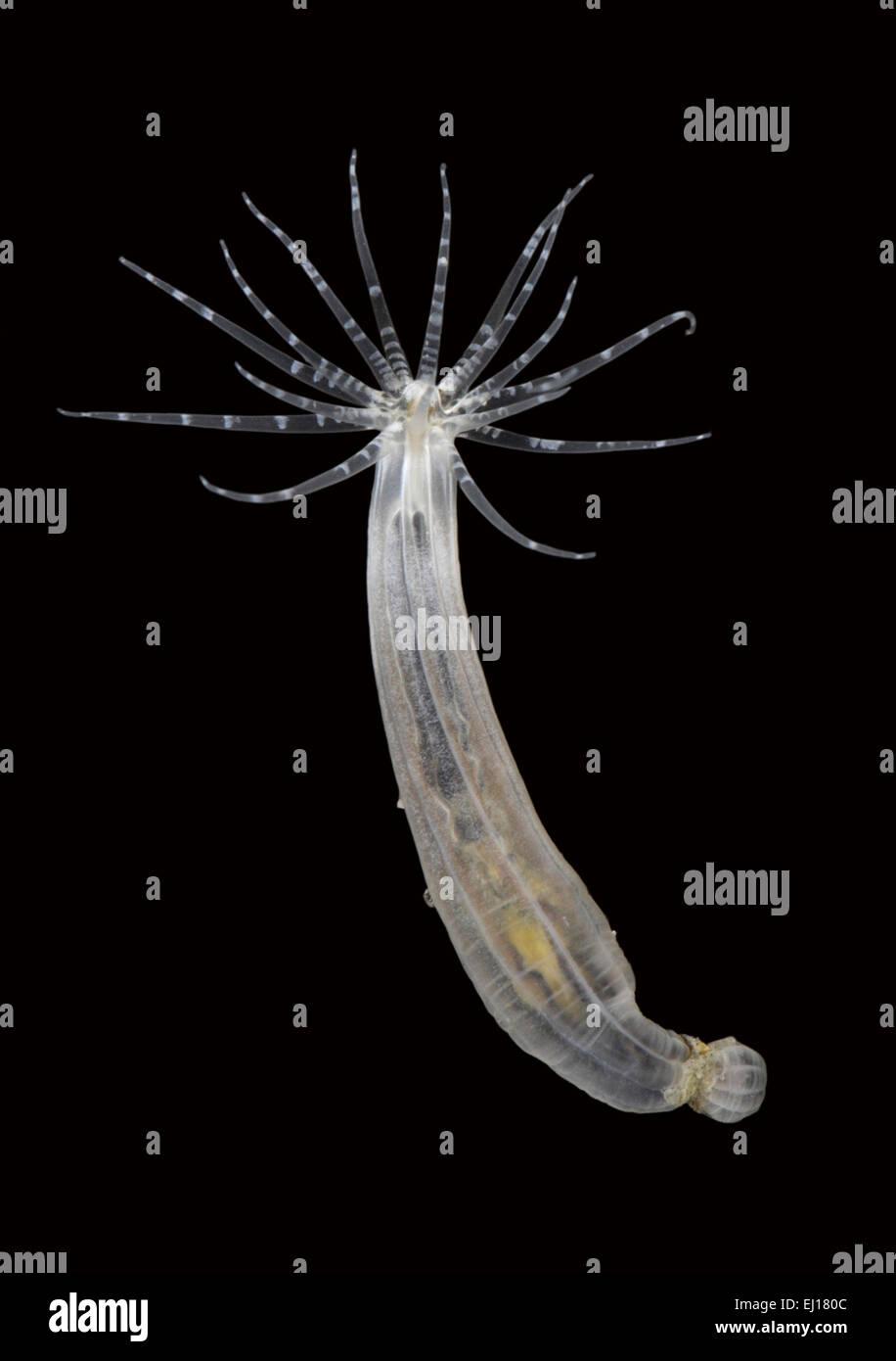 Nematostella vectensis hi-res stock photography and images - Alamy