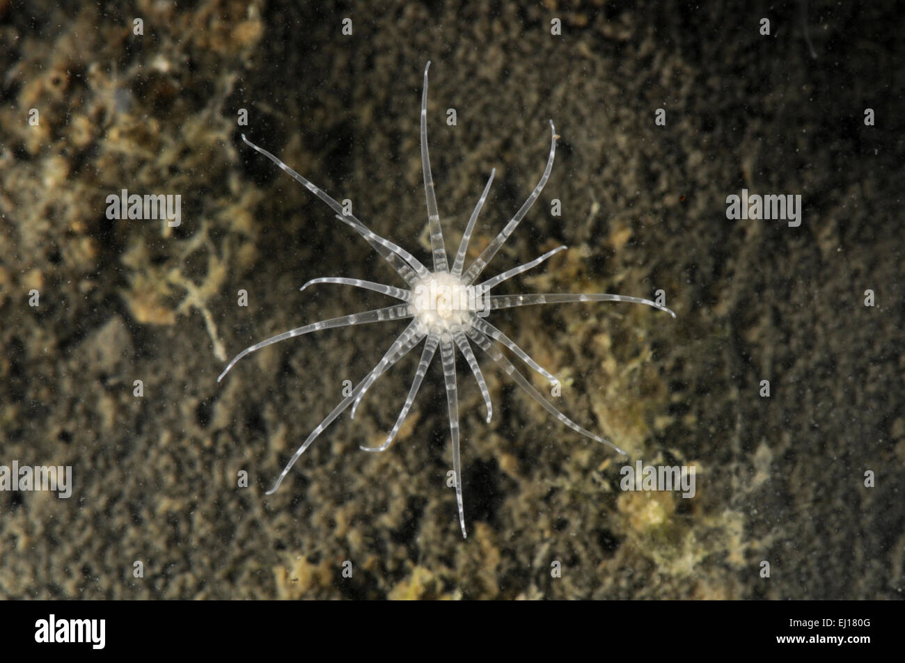 Nematostella vectensis hi-res stock photography and images - Alamy