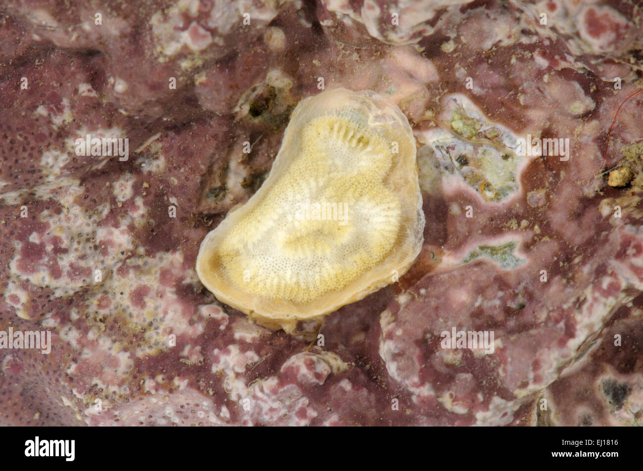 Hispida hi-res stock photography and images - Alamy