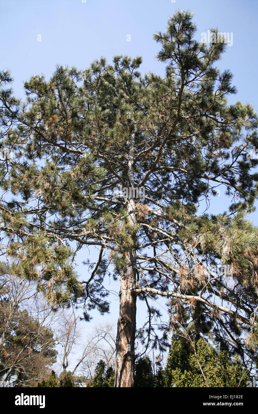 Old pine tree standing alone in a romantic garden Stock Photo - Alamy