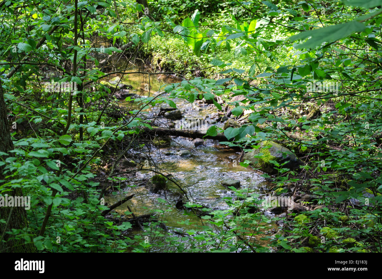 water in a green and beutiful forest with plants and tree Stock Photo ...