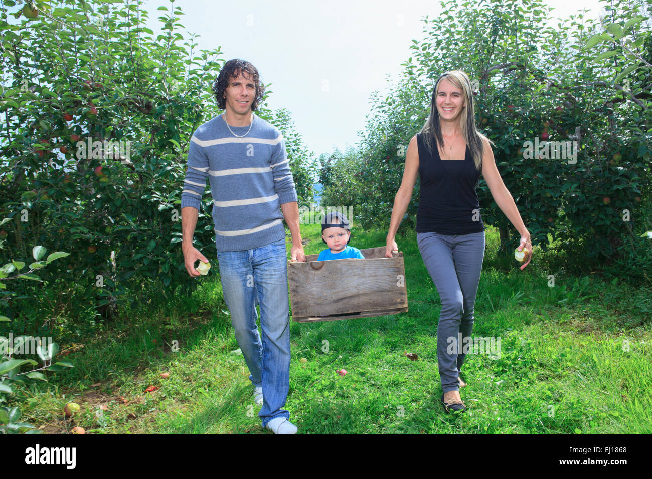 A happy family of attractive caucasian catch apple Stock Photo - Alamy