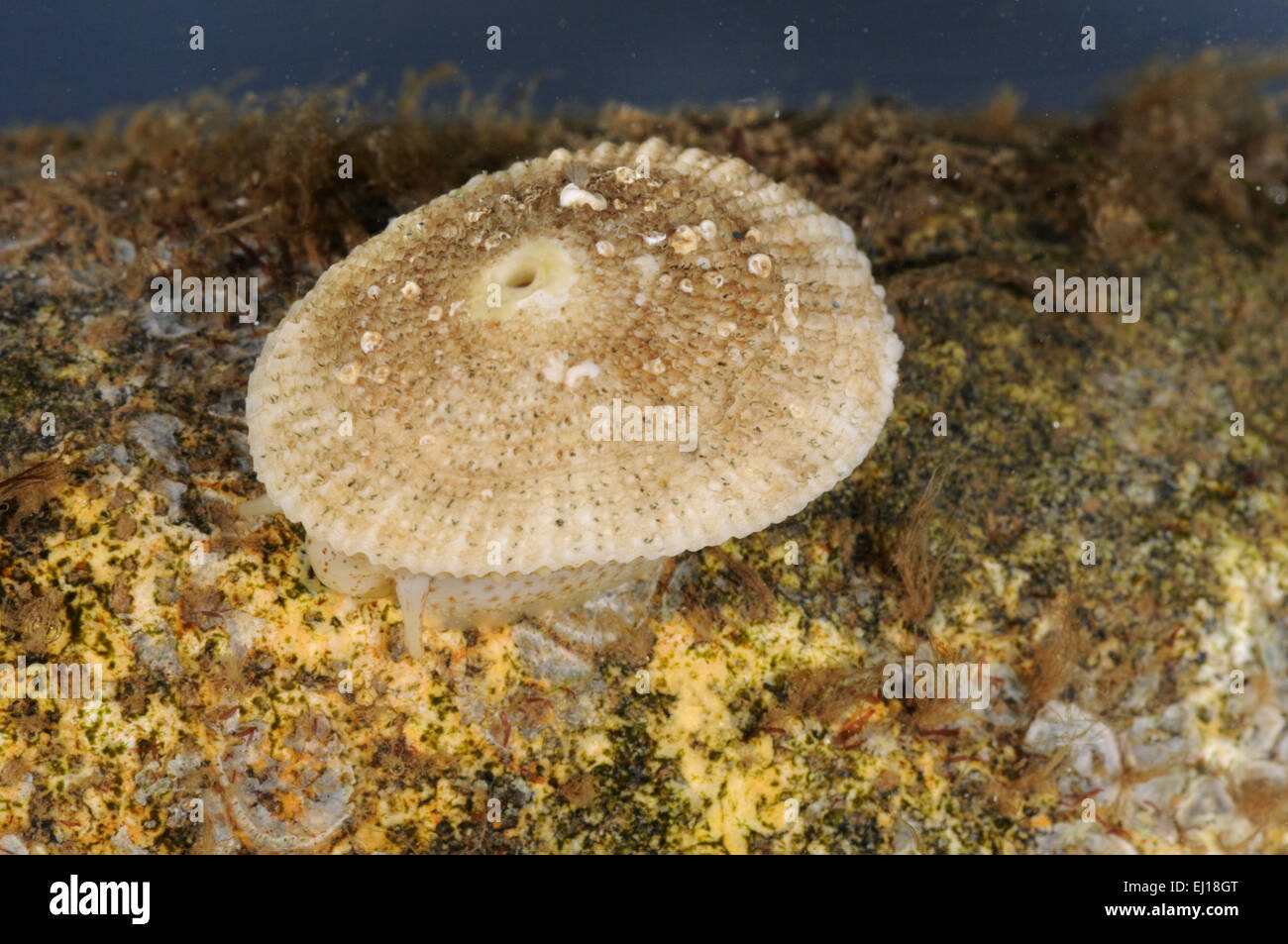 Keyhole Limpet Shell