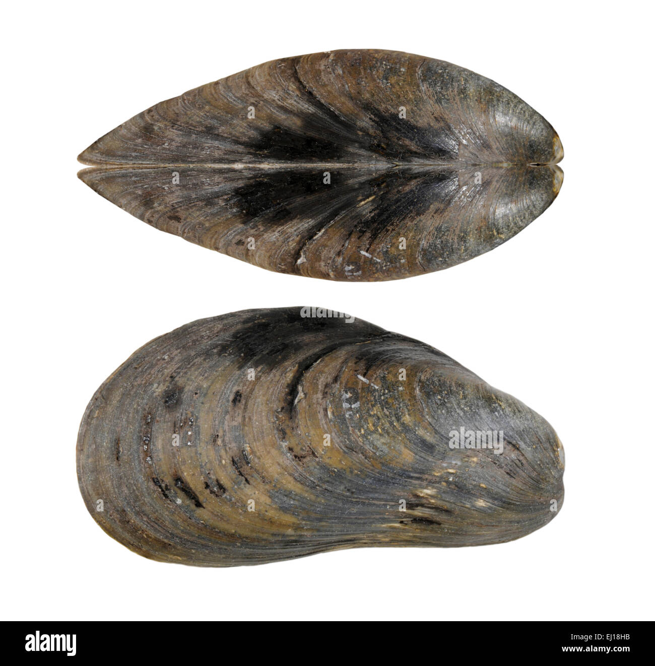 Modiolus hi-res stock photography and images - Alamy