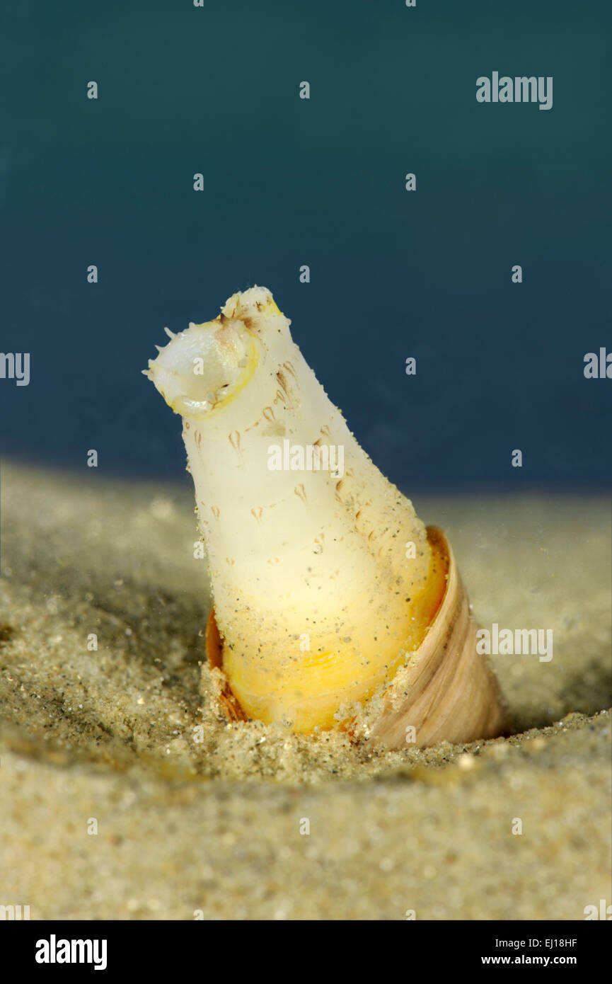 Ensis hi-res stock photography and images - Alamy