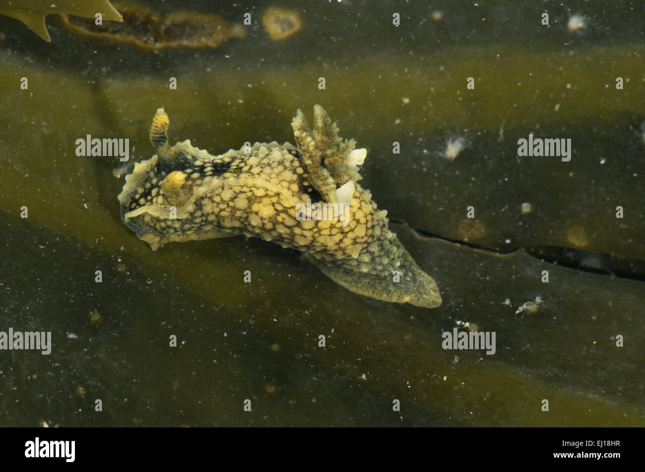 Palio nothus hi-res stock photography and images - Alamy