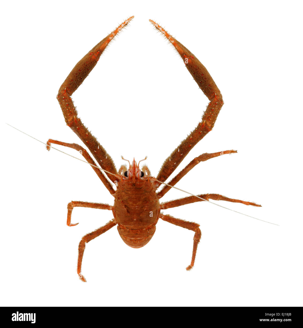 Long-clawed Squat Lobster - Munida rugosa Stock Photo - Alamy