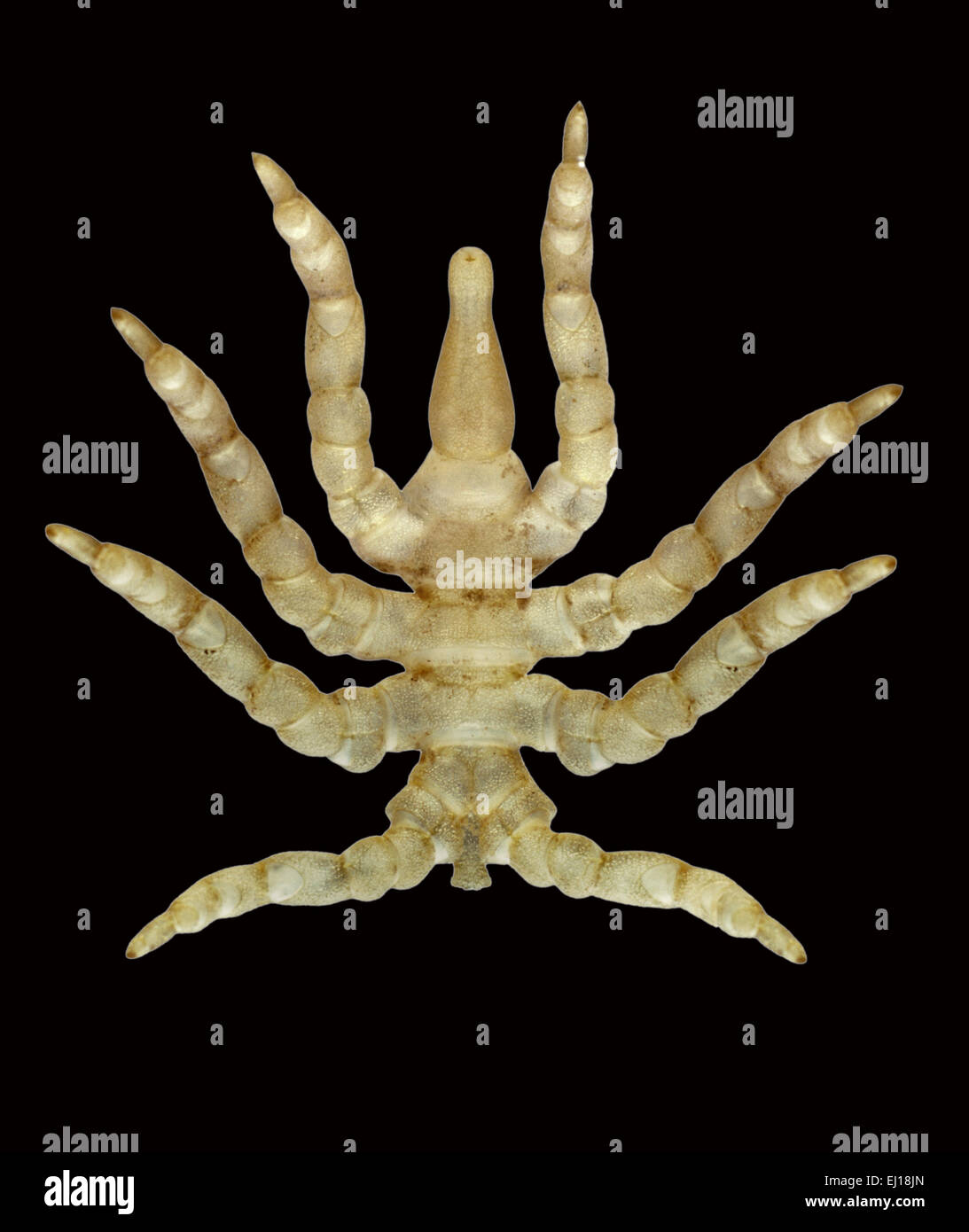 Sea Spider - Pycnogonum littorale Stock Photo - Alamy