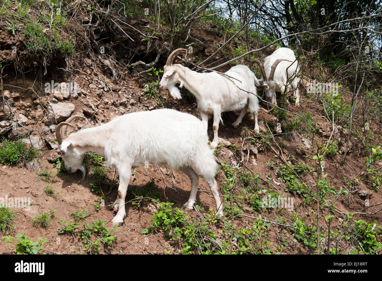Saanen goats hi-res stock photography and images - Alamy