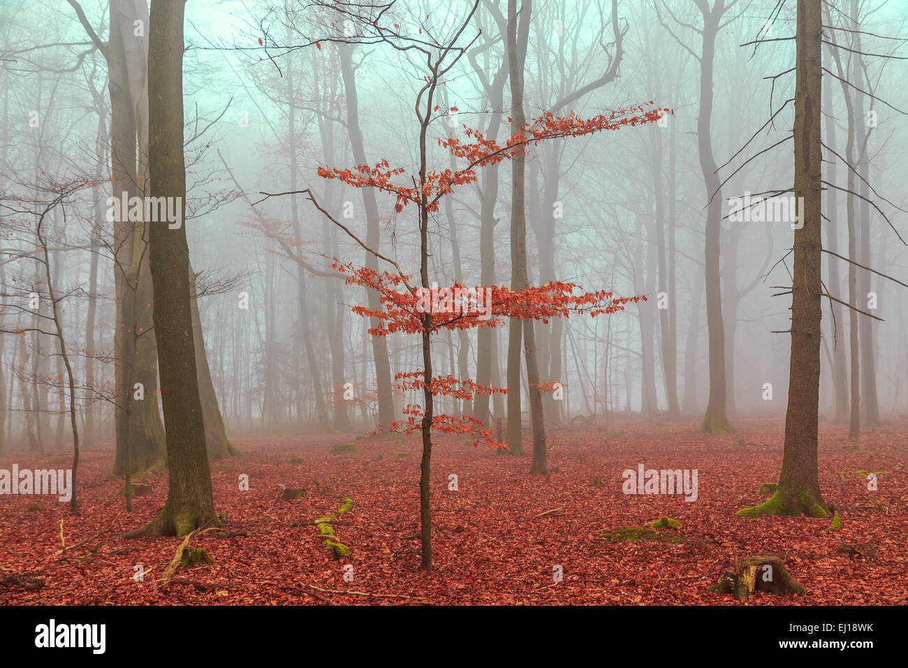 Red magic tree hi-res stock photography and images - Alamy