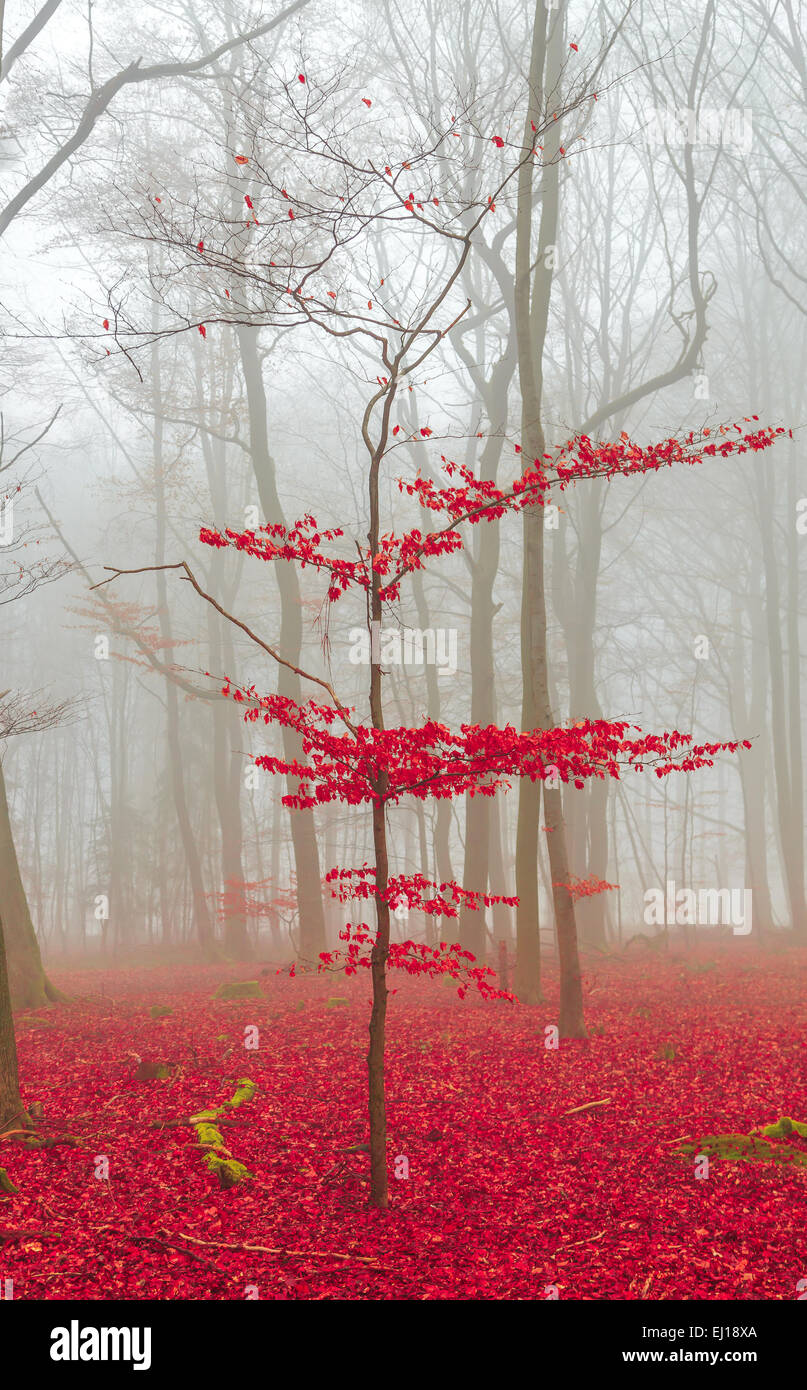 Magic forest in red and white Stock Photo - Alamy