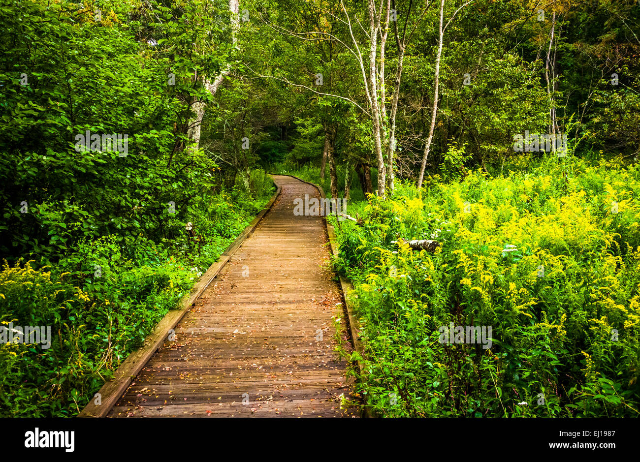 Boardwalk path along the Limberlost Trail in Shenandoah National Park ...