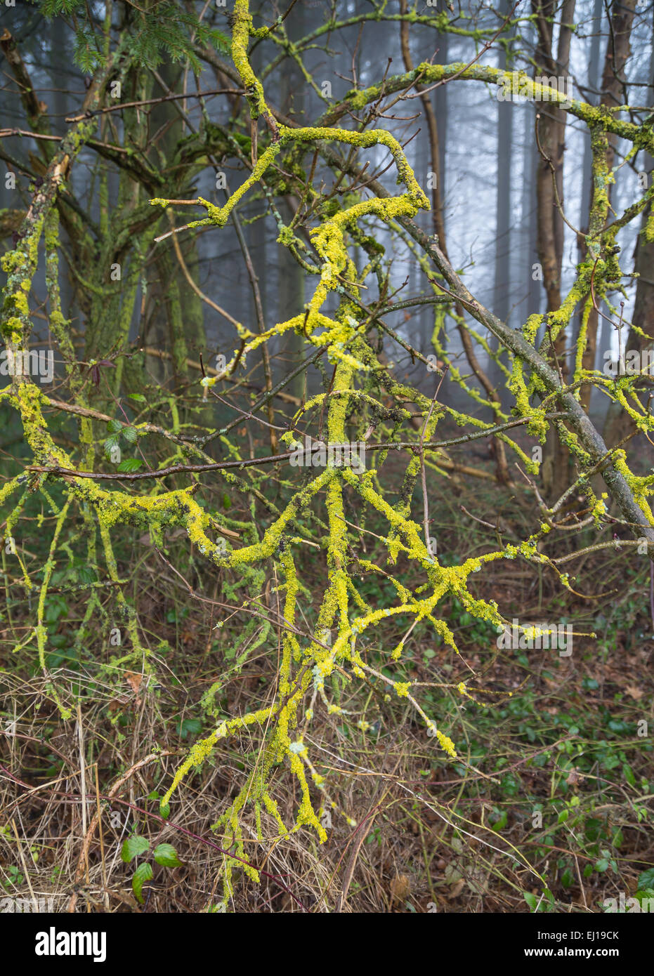 Overgrown branches hi-res stock photography and images - Alamy