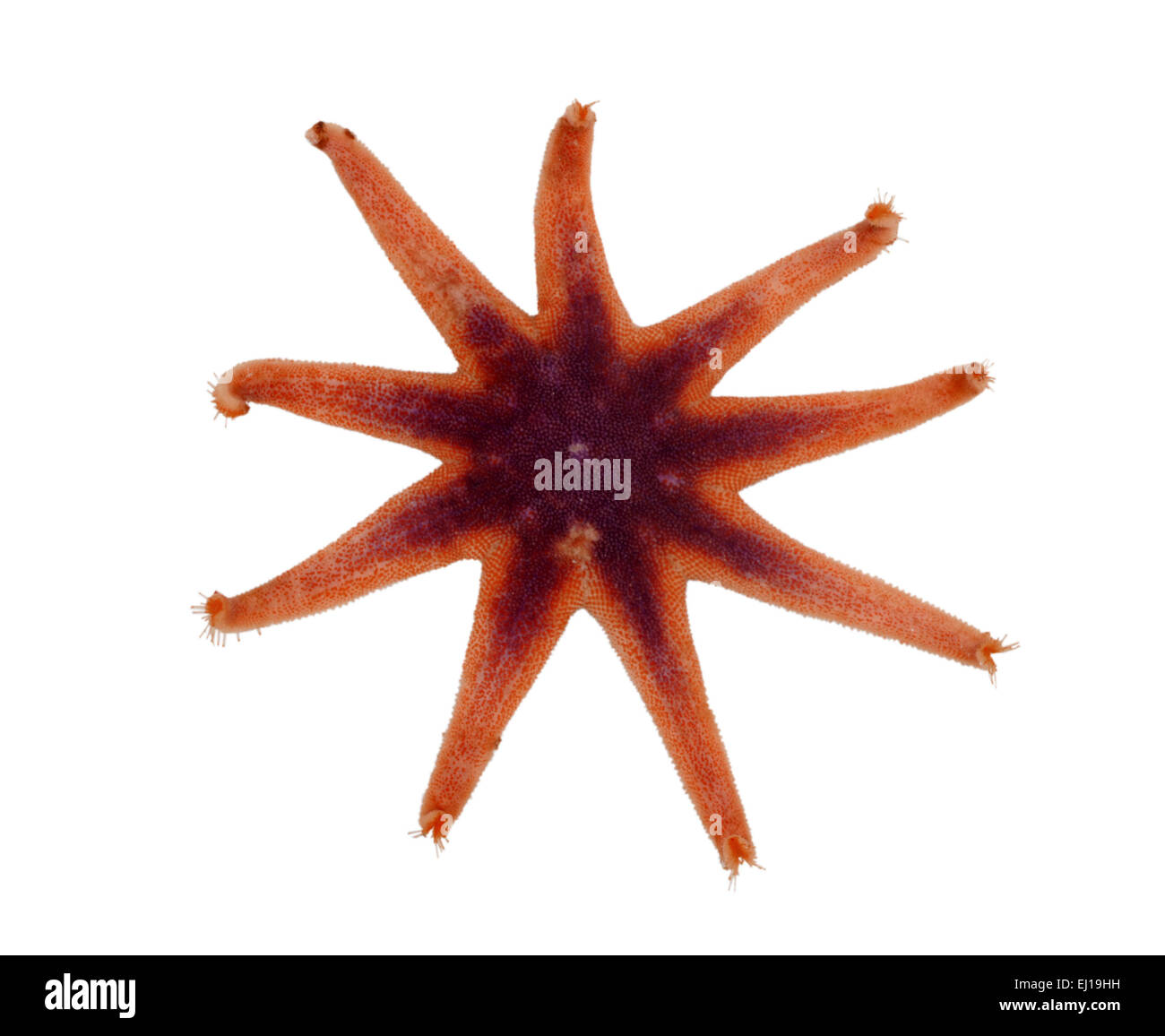 Purple Sunstar - Solaster endeca Stock Photo - Alamy